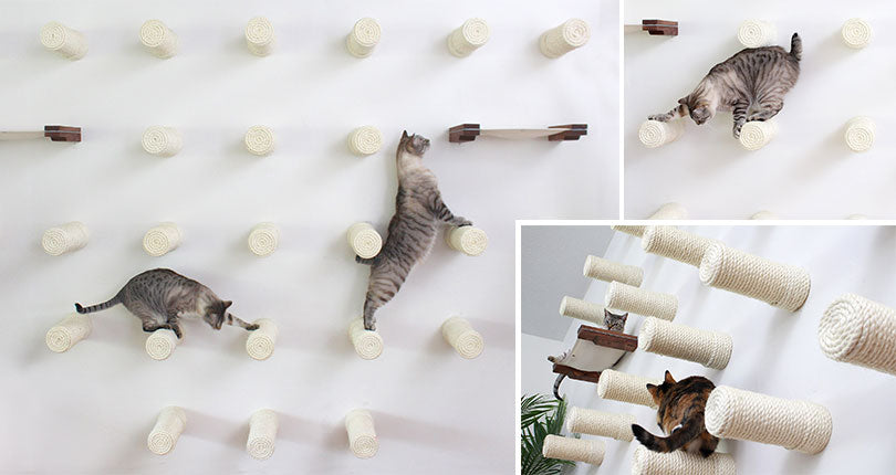 Cat Wall Climbing Systems - A Cat Obstacle Course