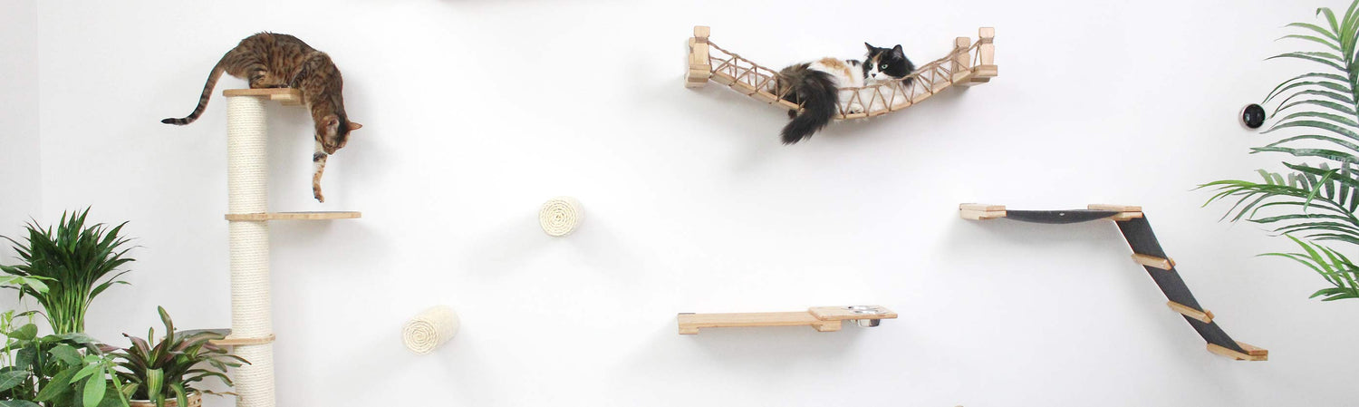 How to Catify Your Apartment | 9 Apartment Cat Tips