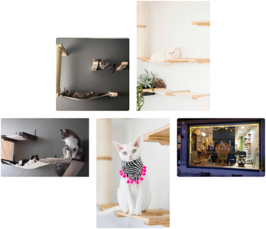 Designing Your Cat Wall | DIY Cat Wall Ideas