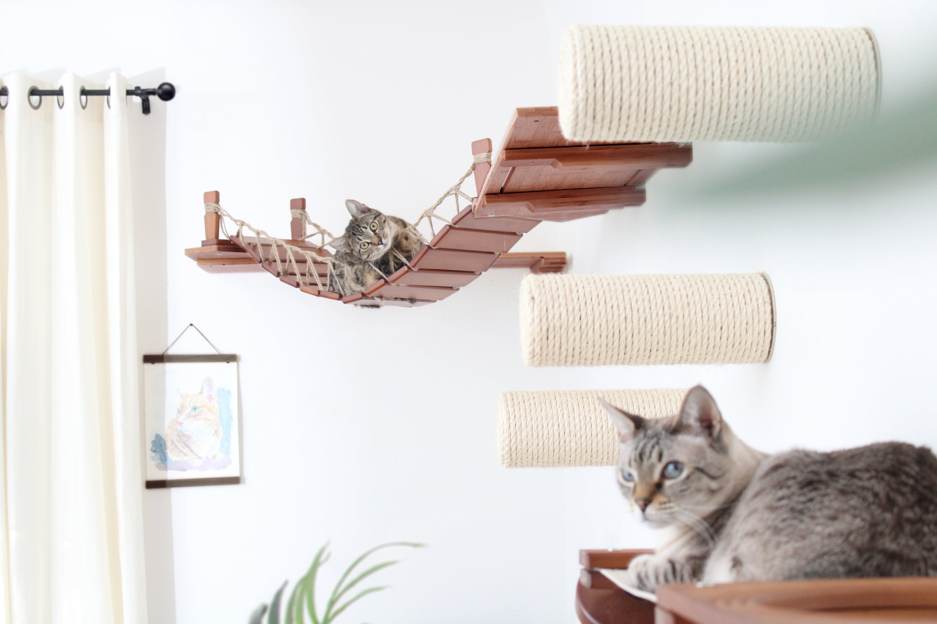 The Corner Cat Bridge