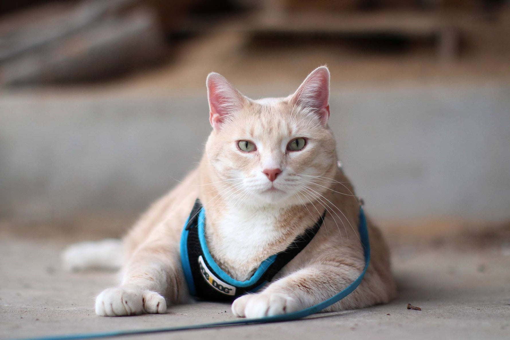 Harness Training A Cat: A Guide to Leash Training Confidence