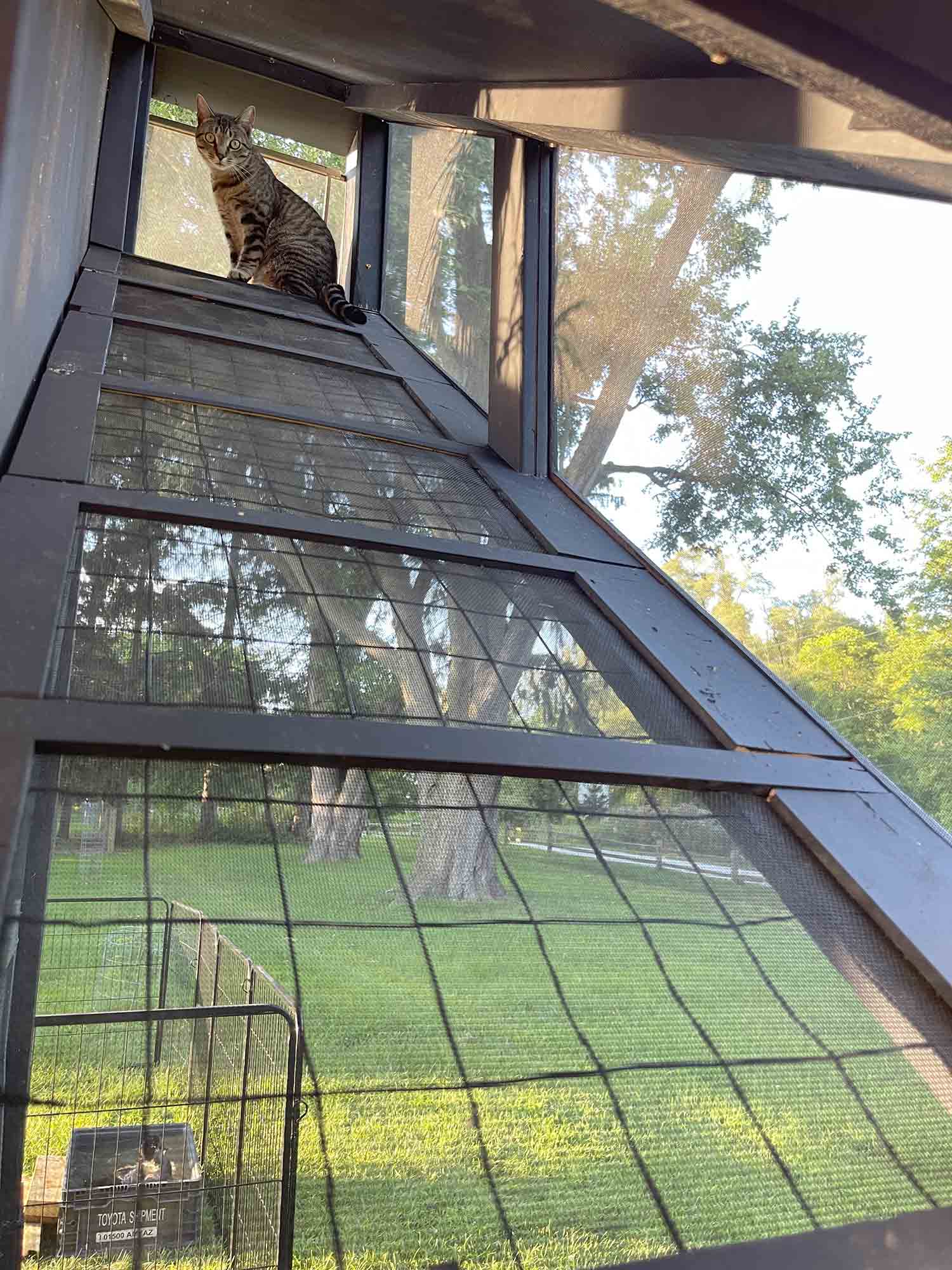 DIY Catio Guide: Build Your Own DIY Outdoor Cat Enclosure