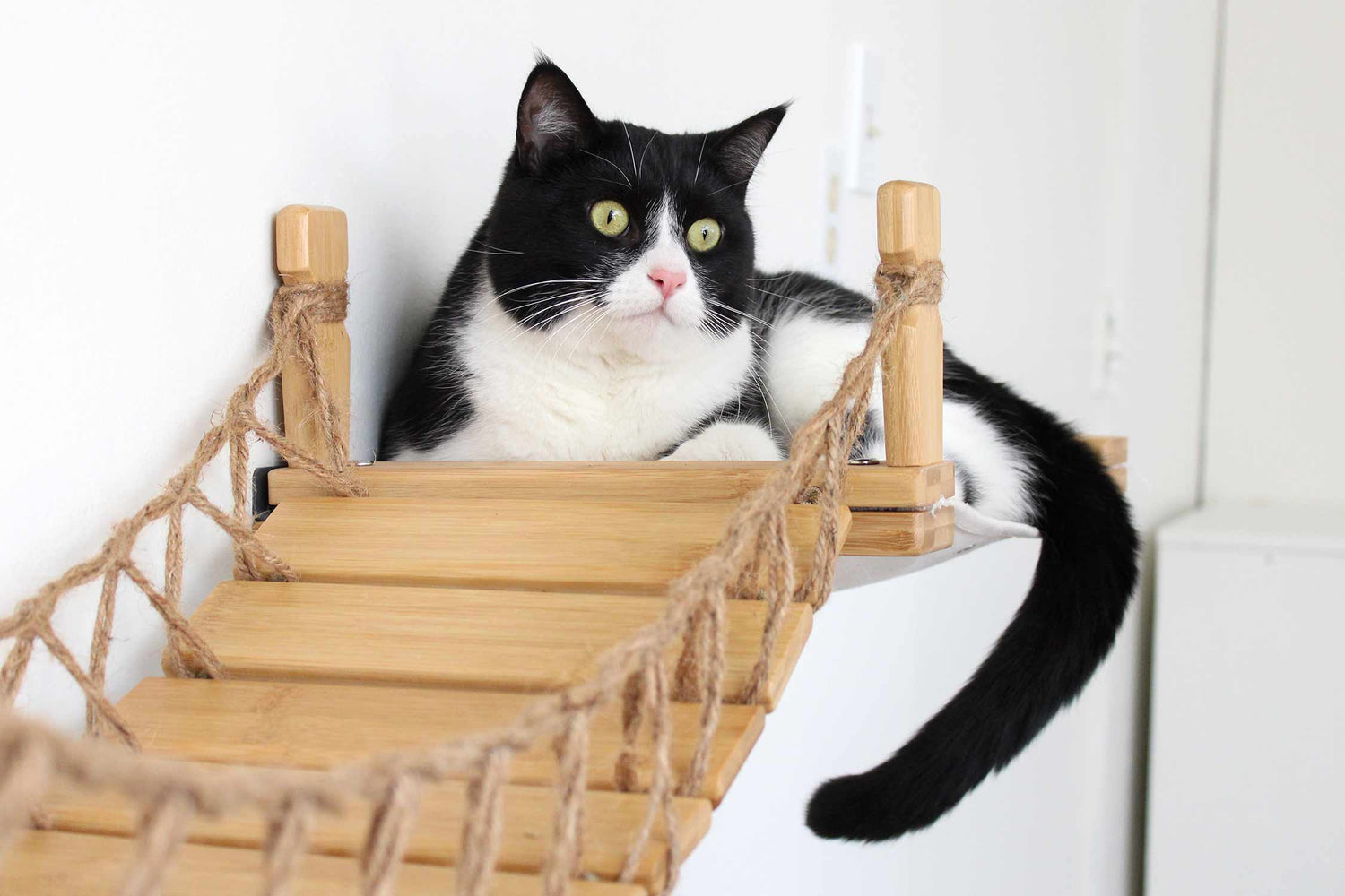 Cat Bridges for Wall | Catastrophic Creations