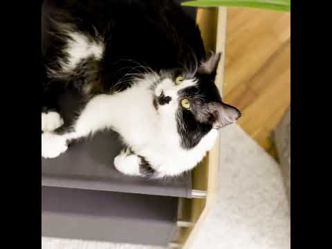 The Grotto | Small Cat Tree | Catastrophic Creations